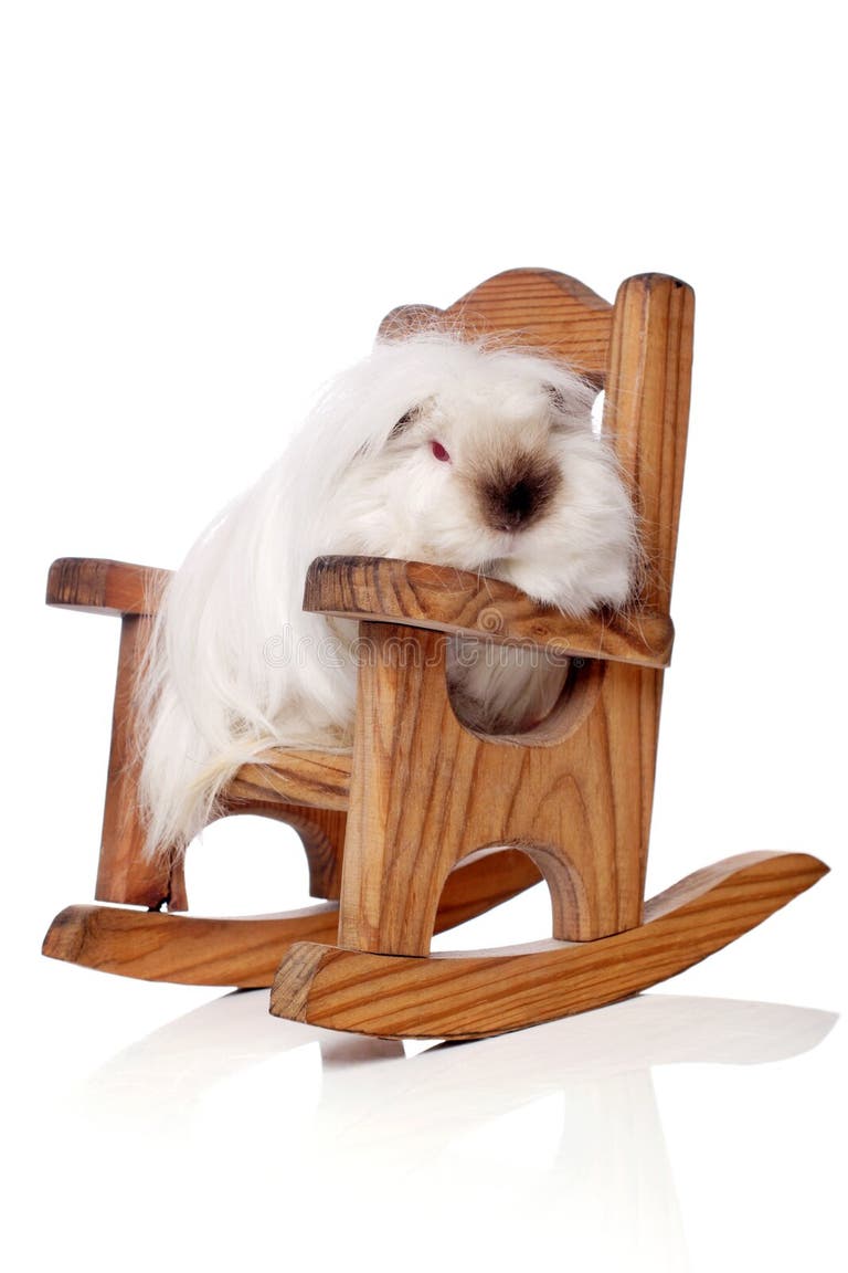 Evil Pig Stock Photos - Free & Royalty-Free Stock Photos from Dreamstime