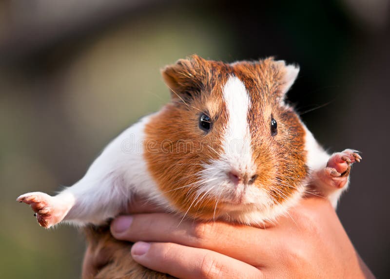 Group of 6 guinea pigs stock image. Image of domestic - 42039673