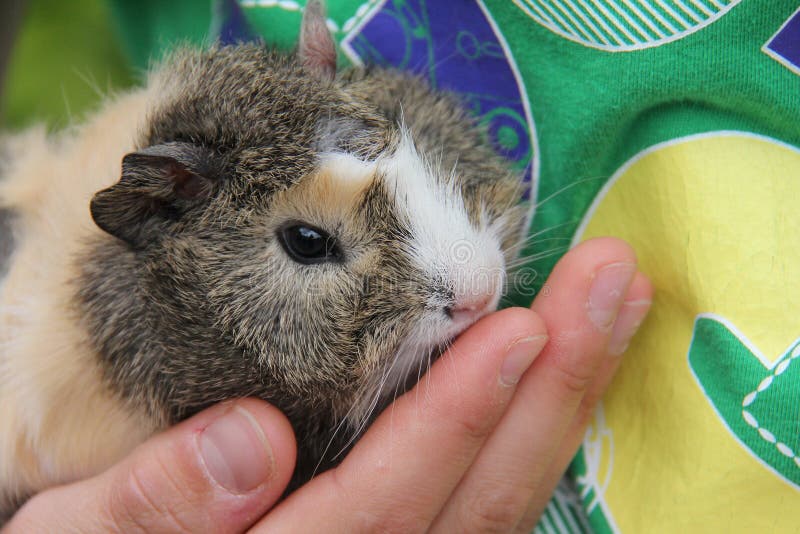 Guinea pig stock photo. Image of cavia, angora, mammal - 20136768