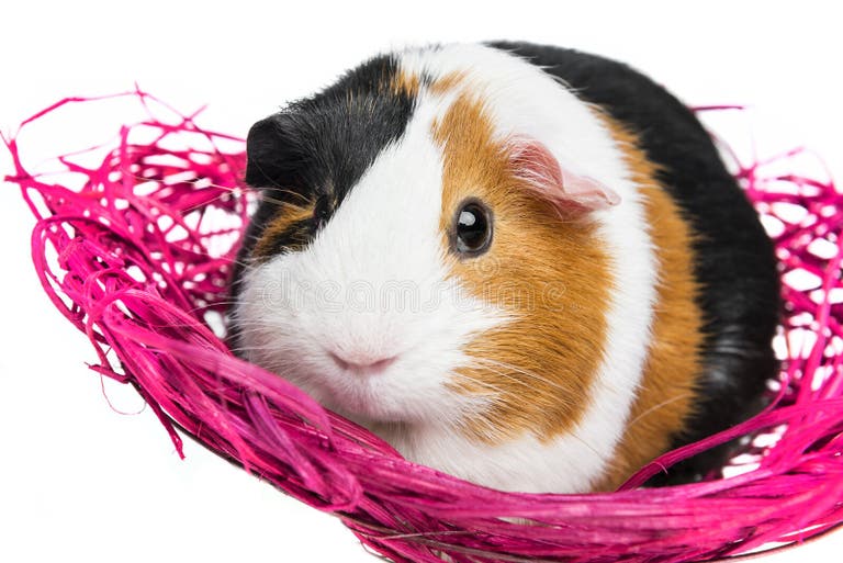 506 Breeder Pig Silhouette Stock Photos - Free & Royalty-Free Stock ...