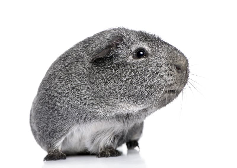 Grey and White Guinea Pig or Cavy Stock Image - Image of porcellus ...