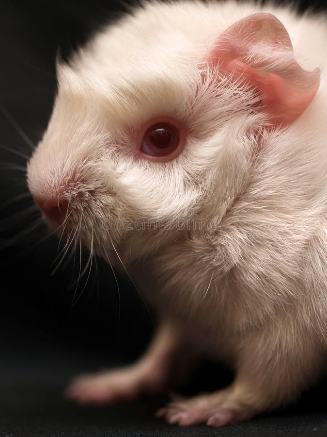 Pig Picture. Image: 20040205