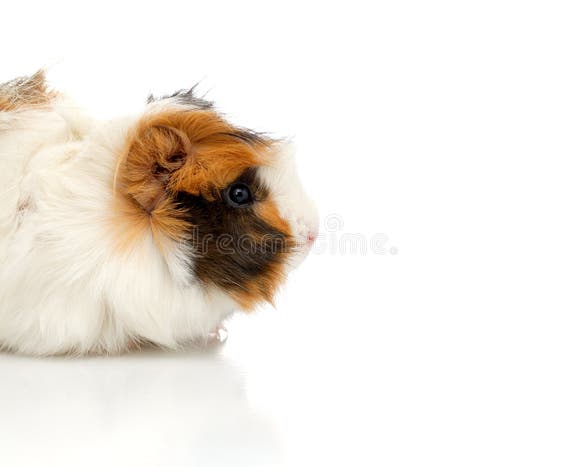 417 Guinea Pig Side View Stock Photos - Free & Royalty-Free Stock ...