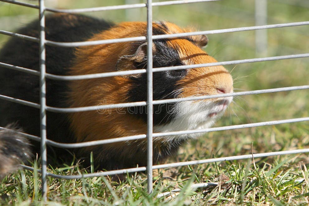 Guinea - pig stock photo. Image of cavy, fetter, animal - 5206270