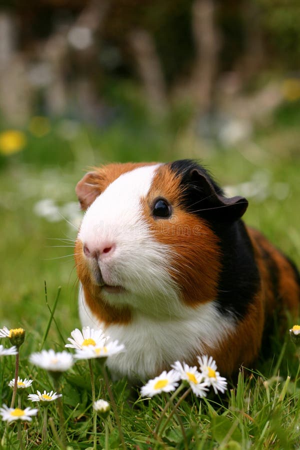 19,196 Guinea Pig Stock Photos - Free & Royalty-Free Stock Photos from ...