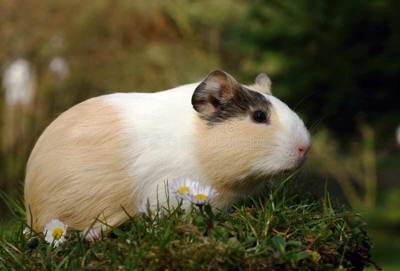 Guinea pig stock photo. Image of breeding, spring, friend - 53040930