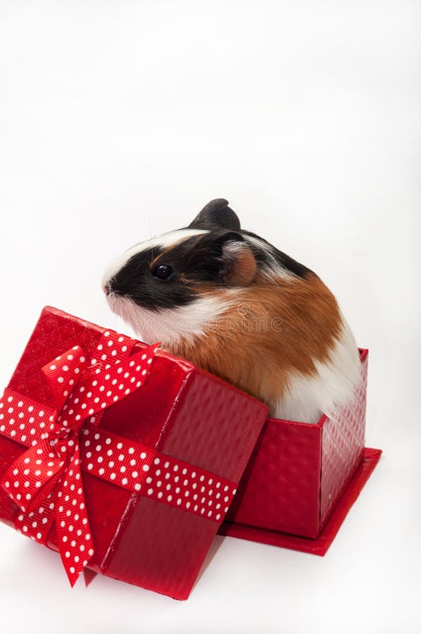 Guinea Pig Baby Gift Box Bow Stock Image - Image of breeding, ears ...