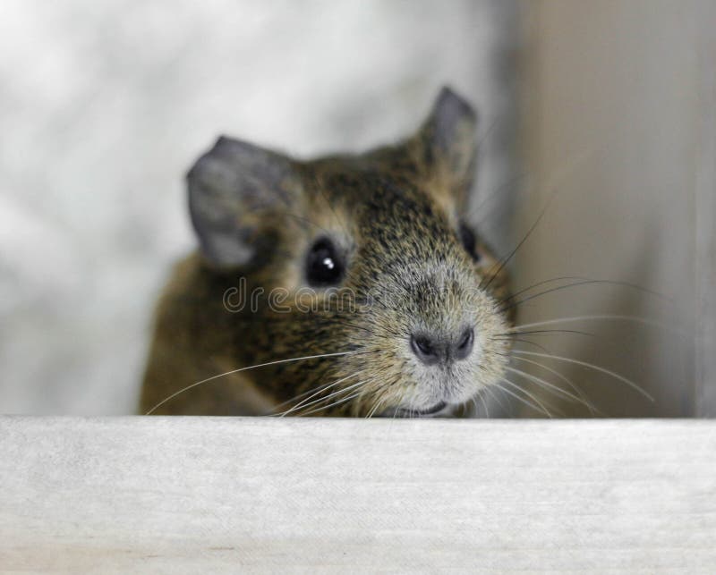 Guinea Pig in a Box. the Face of a Guinea Pig Stock Photo - Image of ...