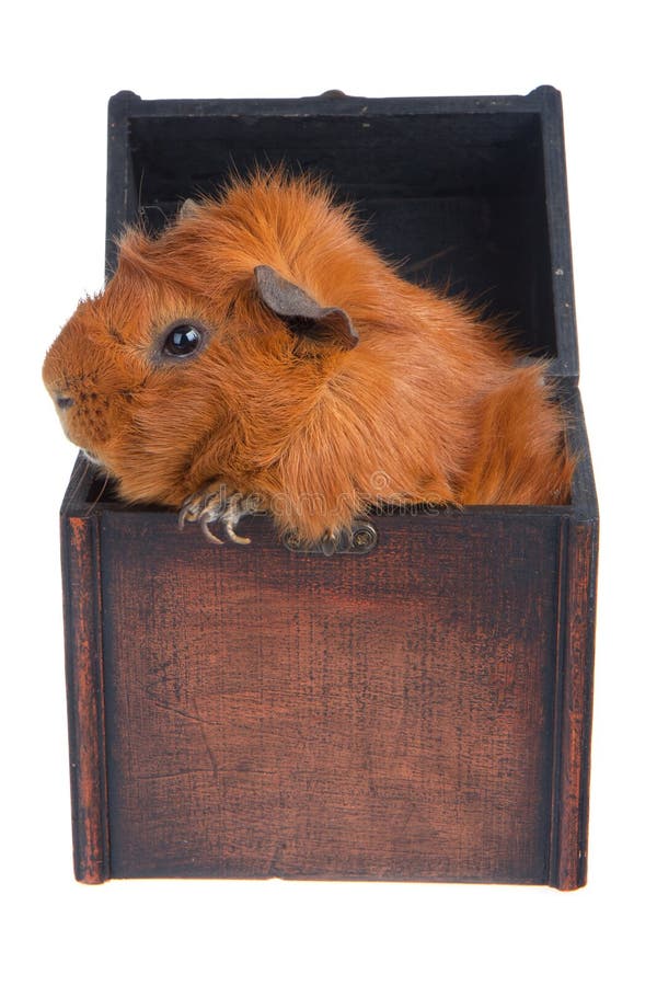 Guinea Pig in a Box, Isolated on White Stock Image - Image of close ...