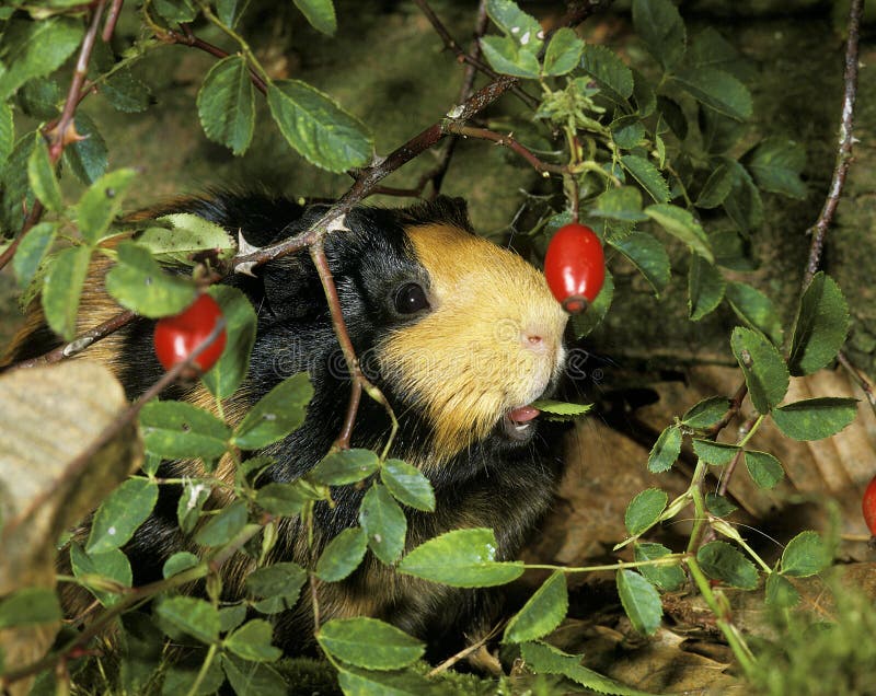 Guinea Pig, Cavia Porcellus Stock Image - Image of domestic, animals ...