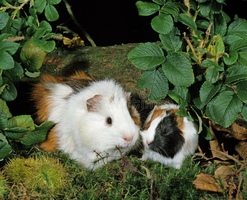 Guinea Pig, Cavia Porcellus Stock Photo - Image of full, foliage: 197569132