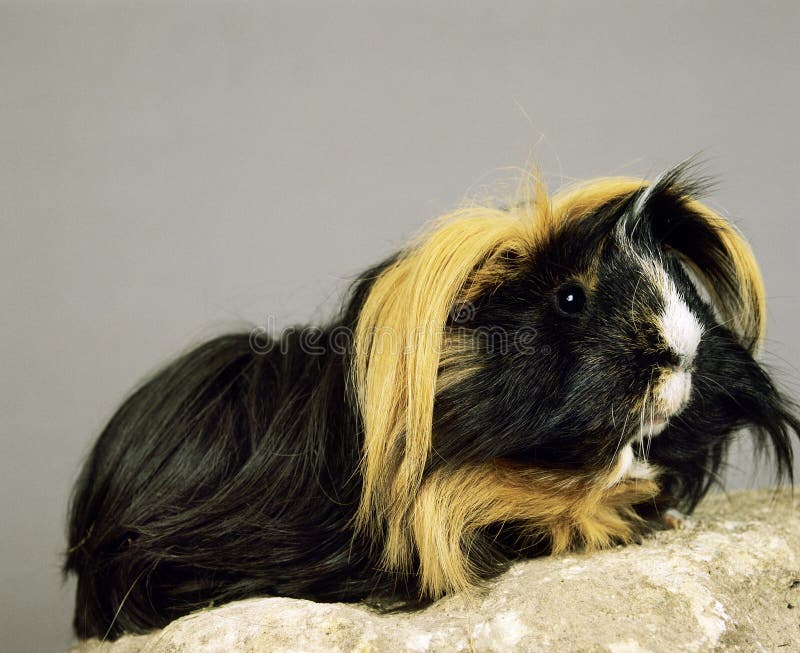 Guinea Pig, Cavia Porcellus Stock Image - Image of longhaired, indoors ...