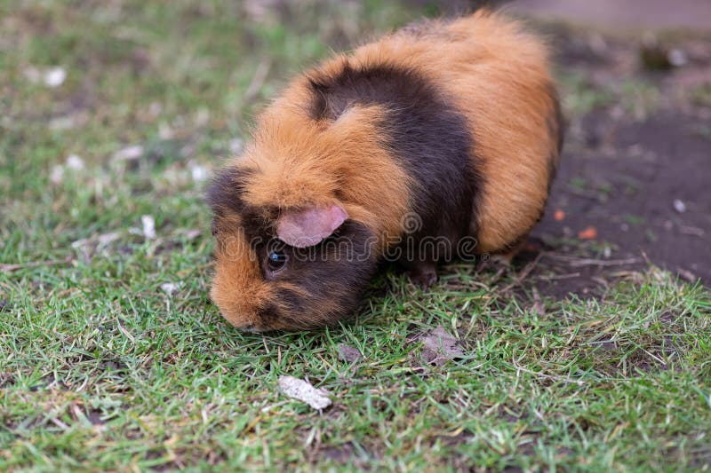 Guinea Pig (cavia Porcellus Stock Image - Image of colour, small: 314322649