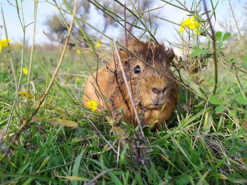 Guinea pig or Cavy. stock photo. Image of squirrel, plant - 200975334