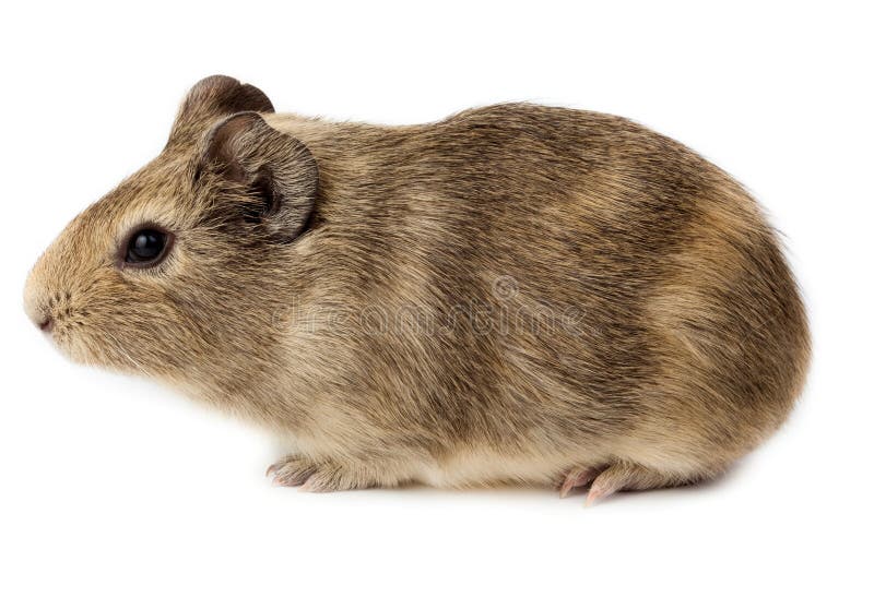 Dwarf hamster stock image. Image of animal, close, hamster - 2954535