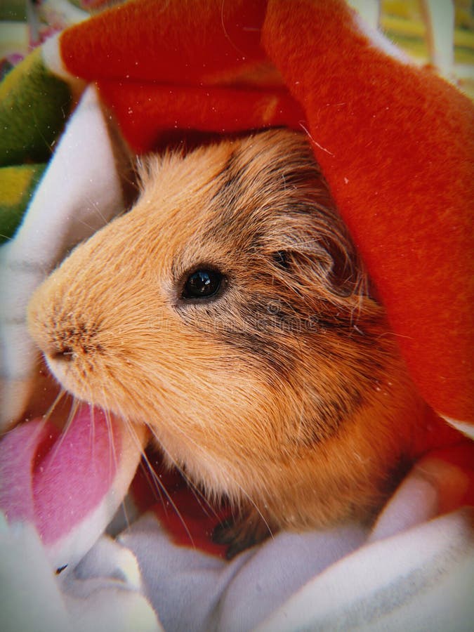 A Guinea Pig or Cavy Sitting on the Plaid in a Spring Field Close Up ...