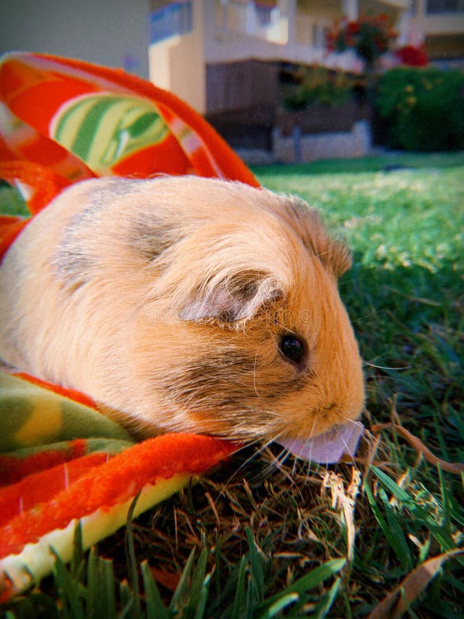 A Guinea Pig or Cavy Sitting on the Plaid in a Spring Field Close Up ...