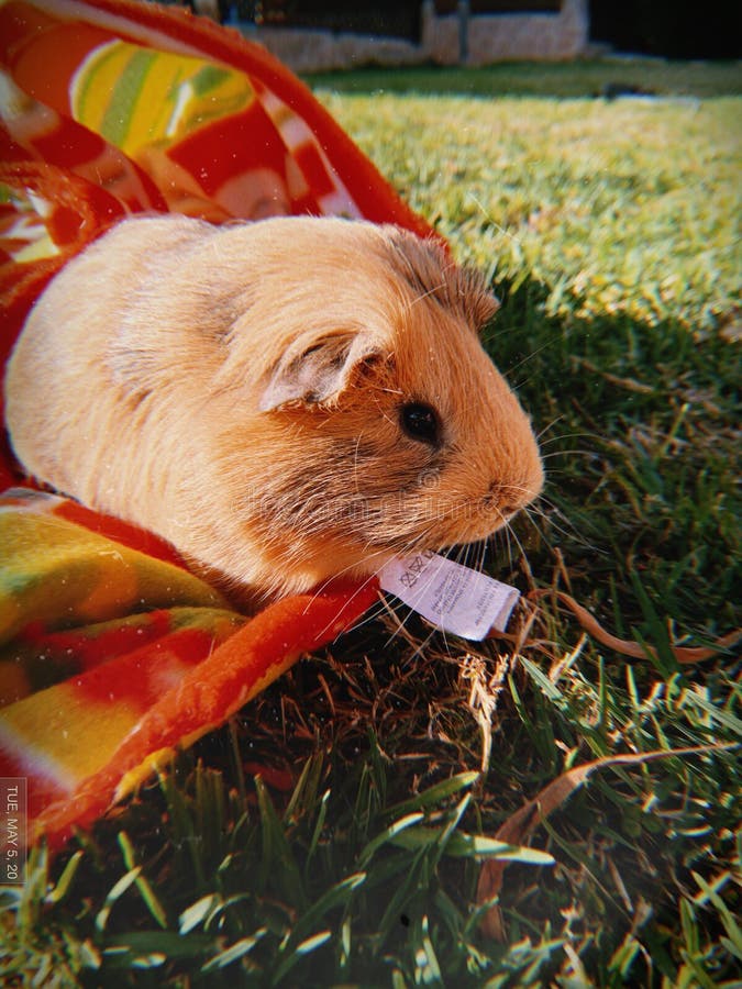 A Guinea Pig or Cavy Sitting on the Plaid in a Spring Field Stock Image ...