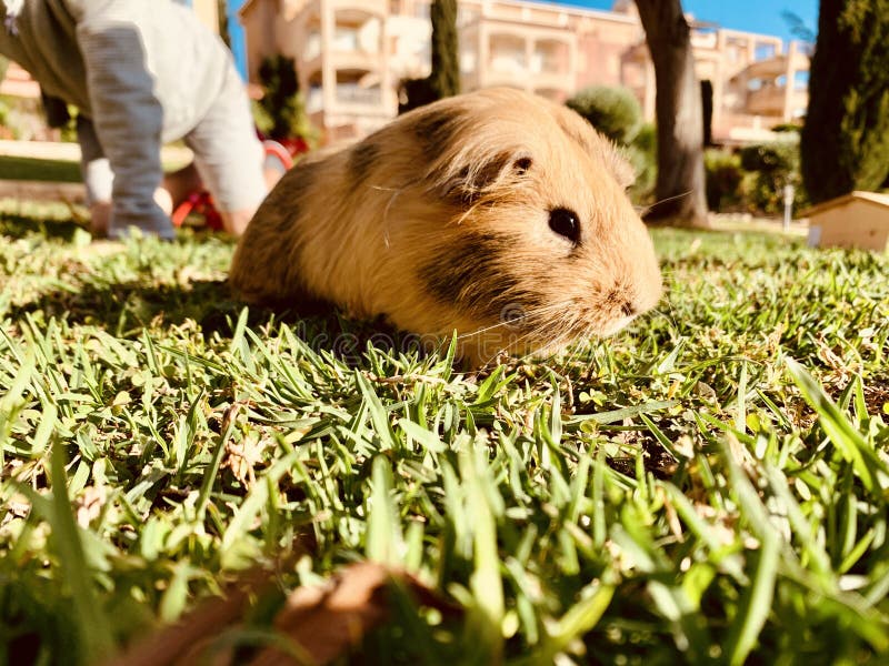 A Guinea Pig or Cavy Sitting in a Spring Field Stock Photo - Image of ...