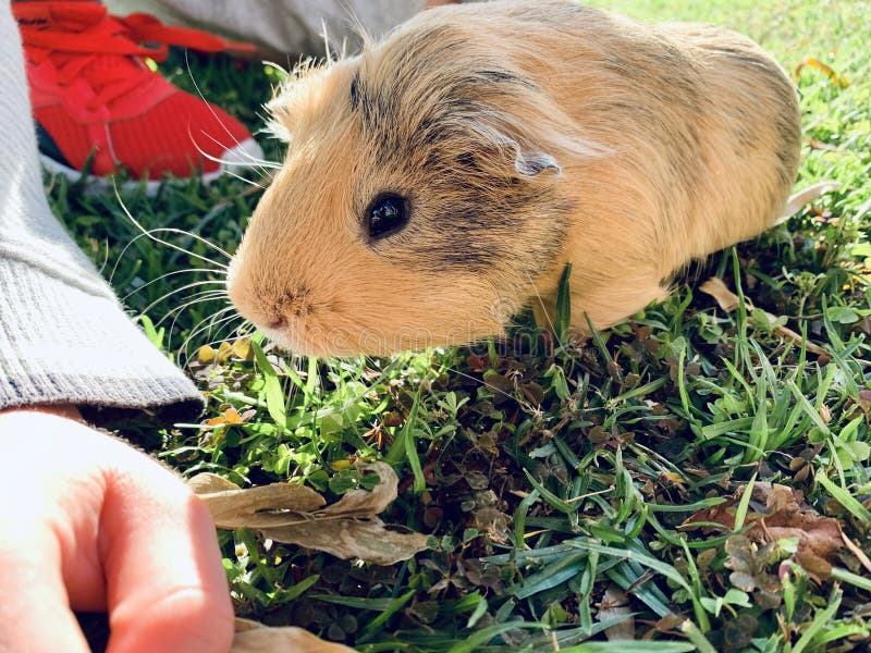 A Guinea Pig or Cavy Sitting in a Spring Field Stock Image - Image of ...