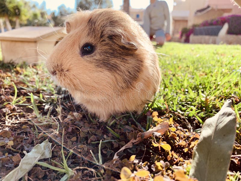 A Guinea Pig or Cavy Sitting in a Spring Field Stock Photo - Image of ...
