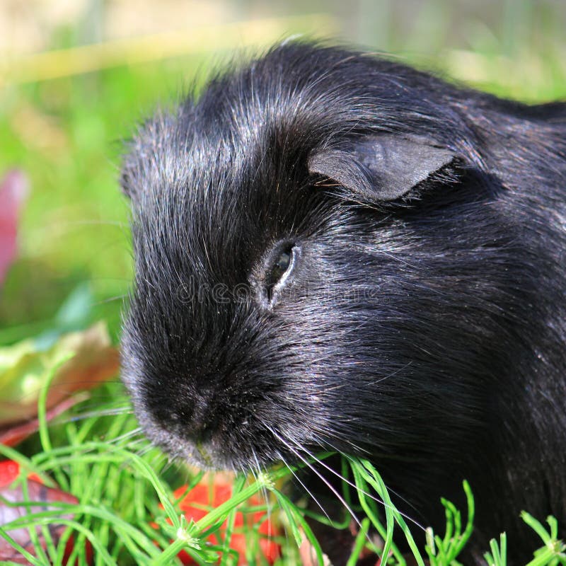 Grey White Guinea Pig Cavy Stock Photos - Free & Royalty-Free Stock ...