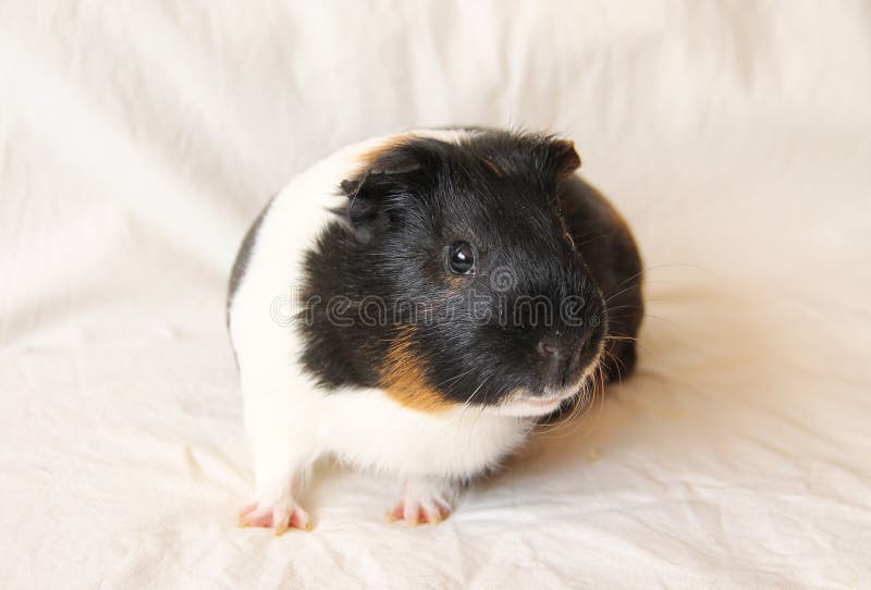 Guinea pig stock image. Image of cuteness, white, fluffy - 98101031