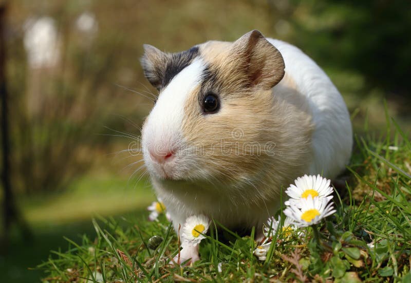Guinea pig and daisy stock photo. Image of breeding, sweet - 53040914