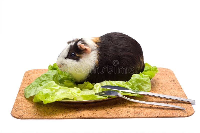 Guinea Pig on a Dinner Table Stock Photo - Image of adorable, animal ...