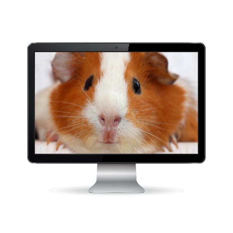 Guinea pig stock image. Image of face, hair, nose, portrait - 31152369