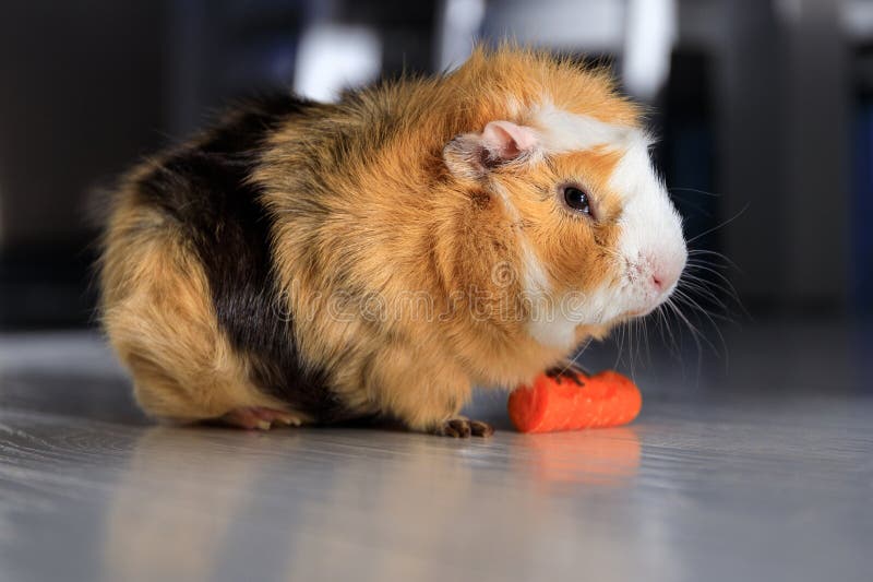 The Guinea Pig Eating Carrot on the Floor at Home Stock Photo - Image ...
