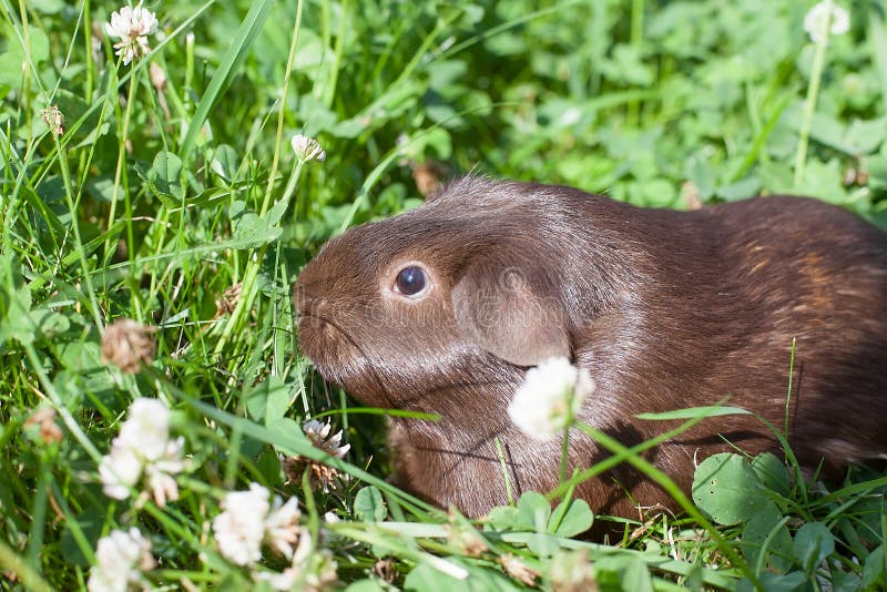 A Guinea Pig is Eating Clover in the Green Grass. Pets Stock Image ...