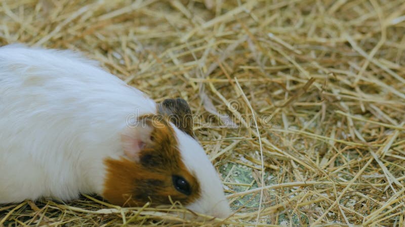 Guinea Pig Eating Hay in Zoo Stock Video - Video of countryside, hand ...