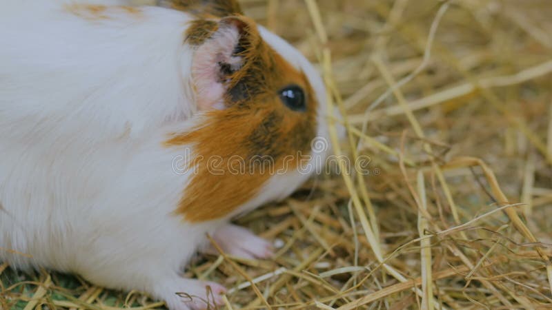 Guinea Pig Eating Hay in Zoo Stock Video - Video of funny, sawdust ...