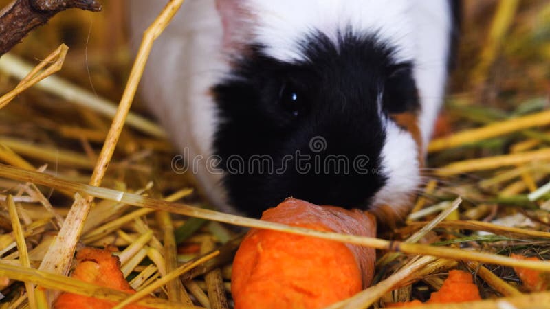 A guinea pig eats a carrot stock video. Video of carrots - 261623383