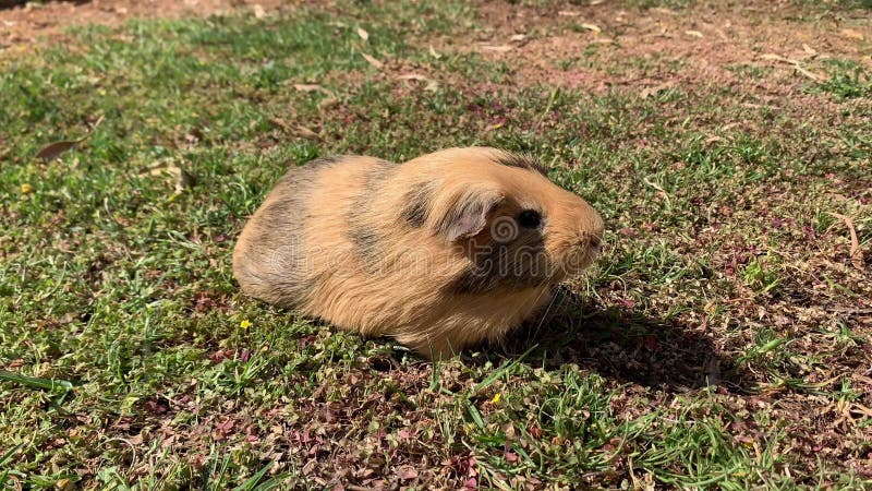 Guinea Pig Eats Green Grass Walking on the Lawn. Guinea Pig on Green ...