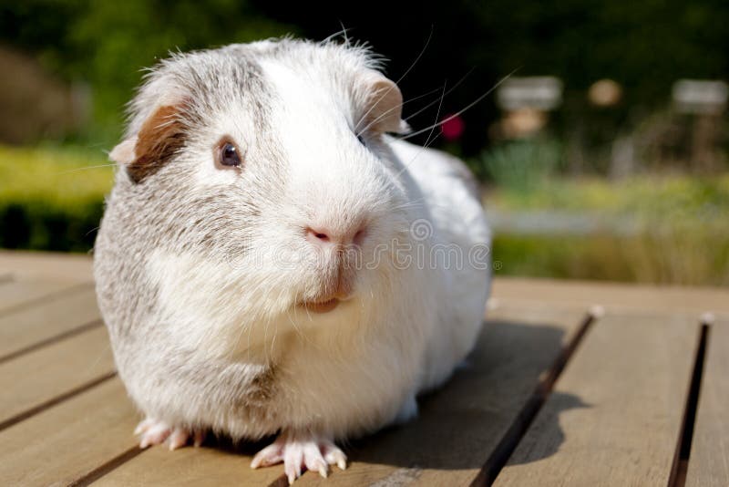 Grey and White Guinea Pig or Cavy Stock Image - Image of porcellus ...