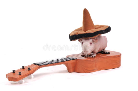 Guinea Pig in Hat on Guitar Stock Image - Image of downy, brown: 16842619