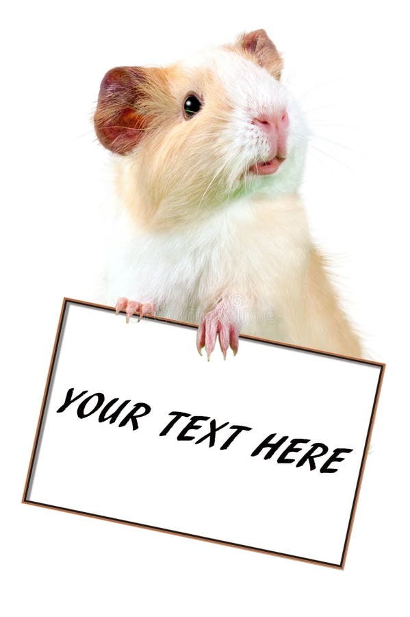 Guinea Pig Holding Cardboard - Put Your Own Text Here Stock Image ...