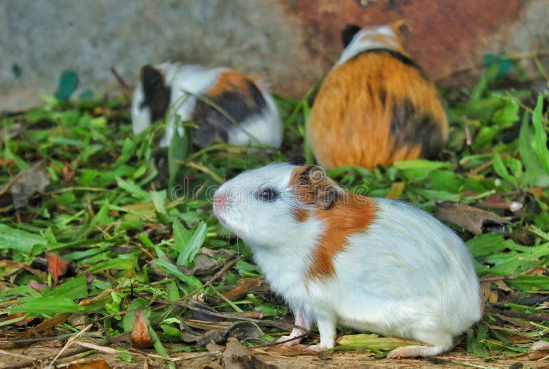 Guinea pig stock photo. Image of innocent, animal, cage - 96392040