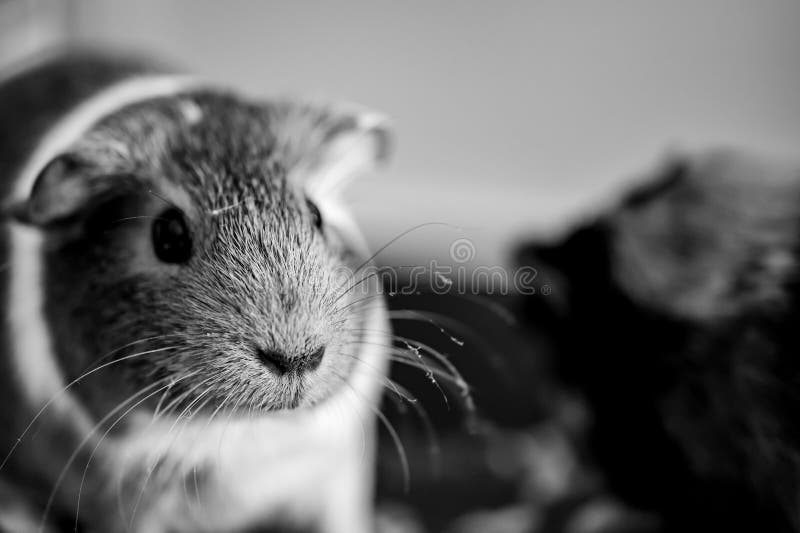 Guinea Pig with Inquisitive Expression Looking at the Camera Stock ...