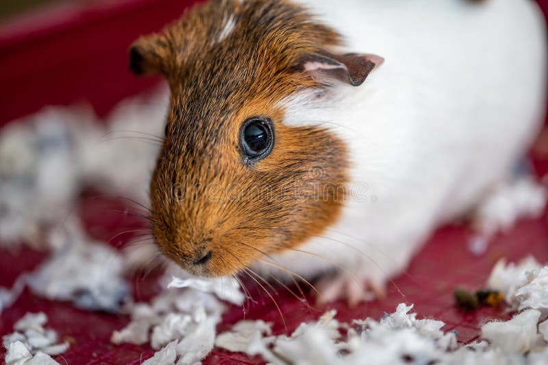 Guinea Pig with Inquisitive Expression Looking at the Camera Stock ...