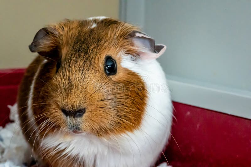 Guinea Pig with Inquisitive Expression Looking at the Camera Stock ...