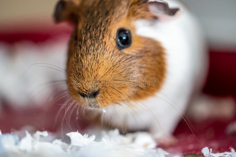 Guinea Pig with Inquisitive Expression Looking at the Camera Stock ...