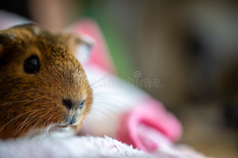 Guinea Pig with Inquisitive Expression Looking at the Camera Stock ...