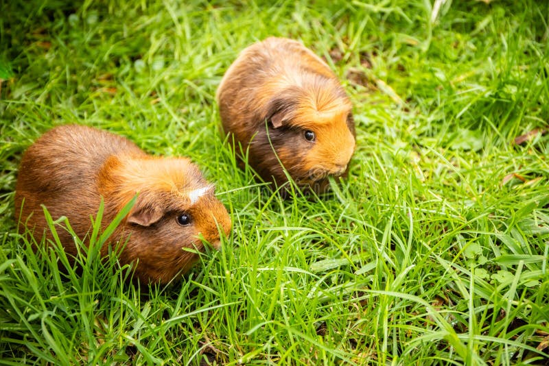 Guinea Pig on Natural Background Stock Photo - Image of background ...