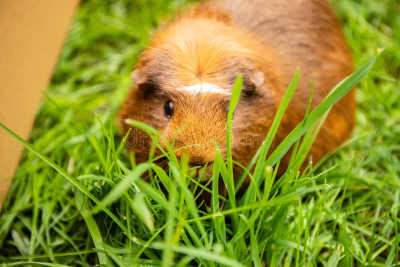 Guinea Pig on Natural Background Stock Photo - Image of pigs, cute ...