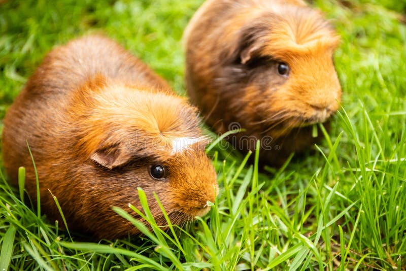 Guinea Pig on Natural Background Stock Photo - Image of garden, eating ...