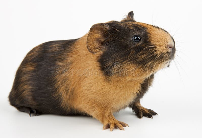 Side View of a Guinea Pig - Cavia Porcellus Stock Photo - Image of ...
