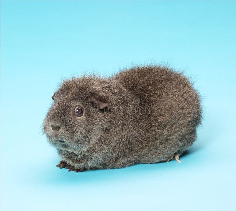 Grey and White Guinea Pig or Cavy Stock Image - Image of porcellus ...